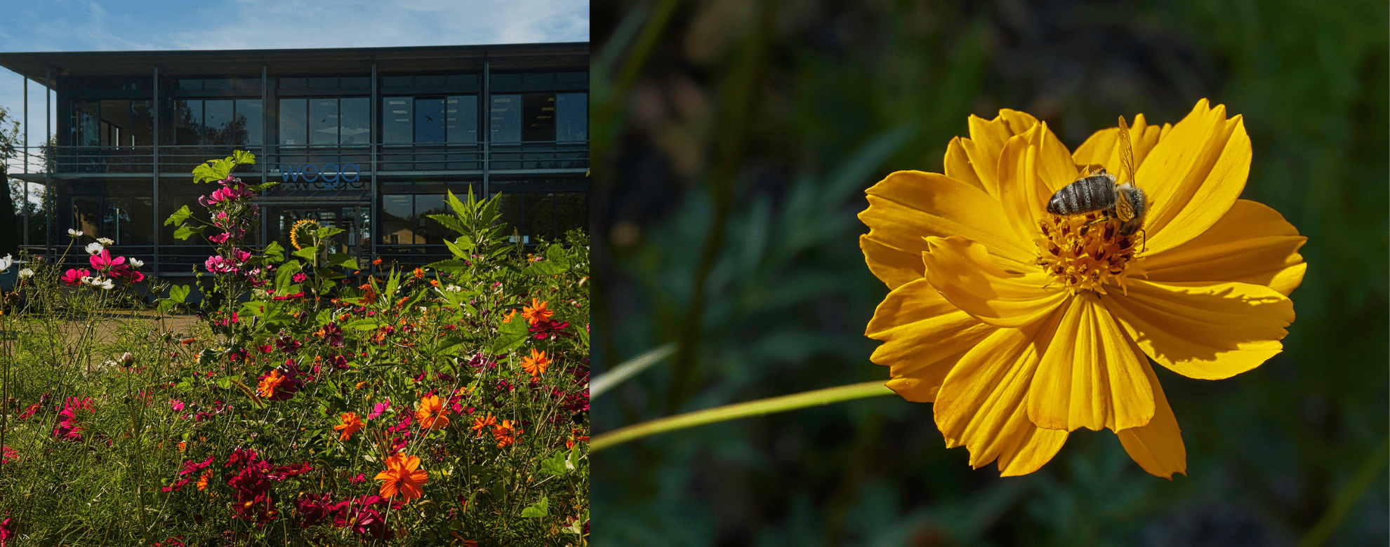 Green Goose Official Onlineshop