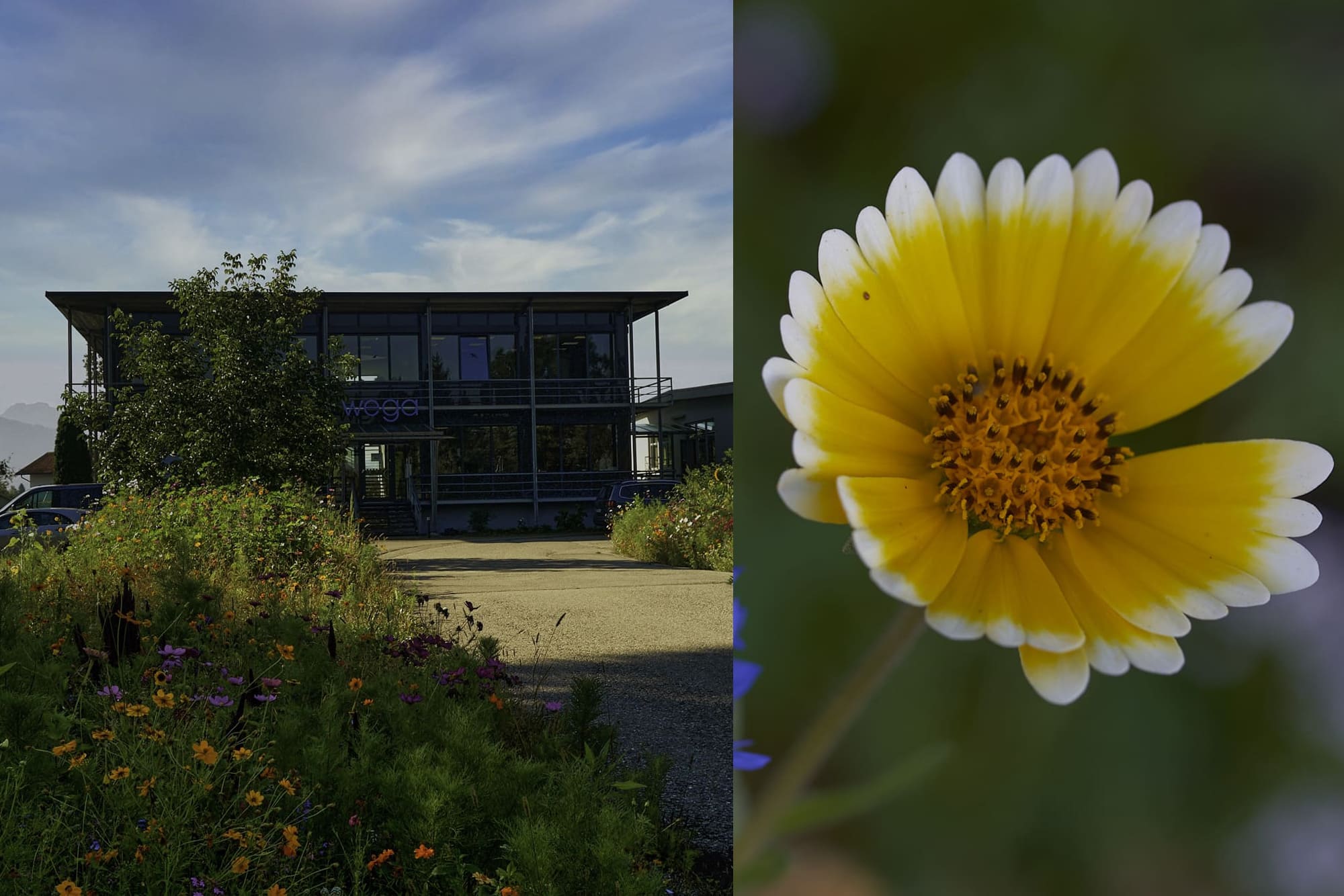 Green Goose Official Onlineshop